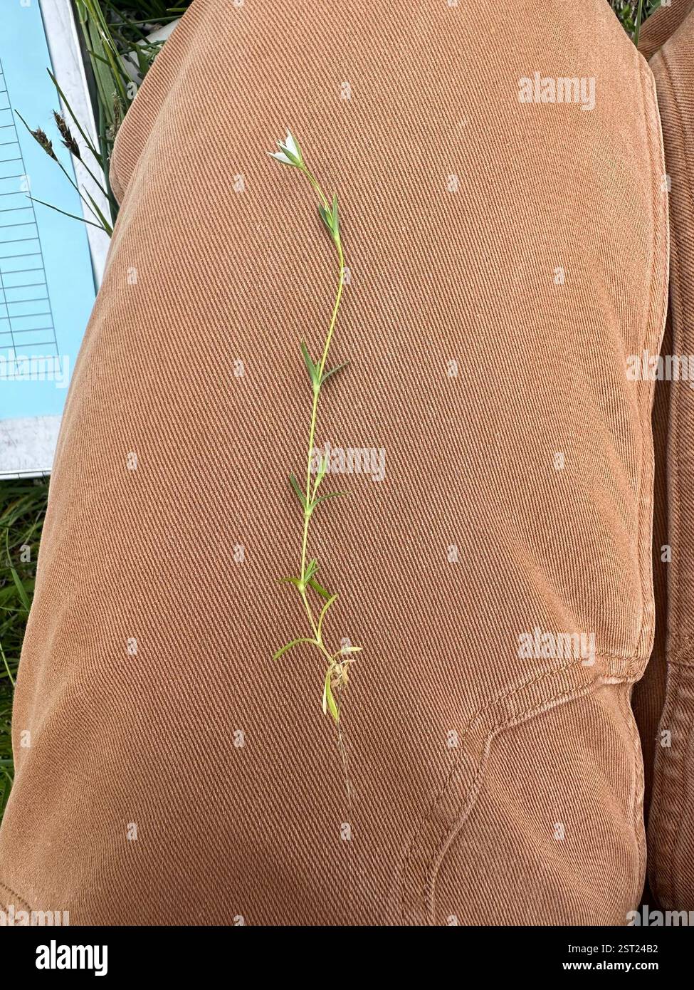 Upright Chickweed (Moenchia erecta), Plantae, Row River Trail, Dorena ...