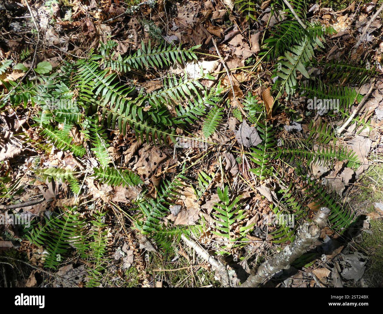 Christmas fern (Polystichum acrostichoides), Plantae, Fayston, VT, USA ...