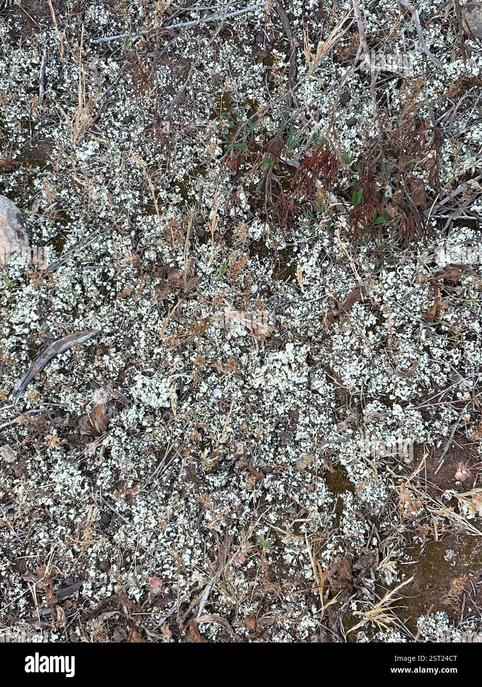 (Cladonia foliacea), Fungi, Route Cotiere de Safi, Ounagha, Marrakesh ...