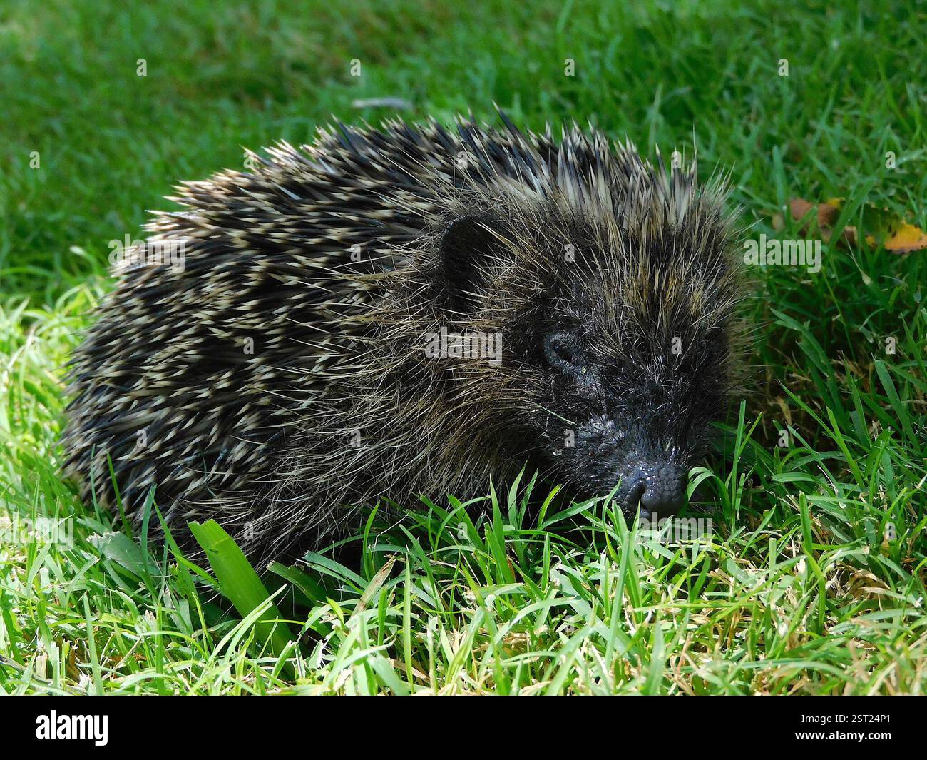 Common Hedgehog (Erinaceus europaeus), Mammalia, Hamilton Lake ...