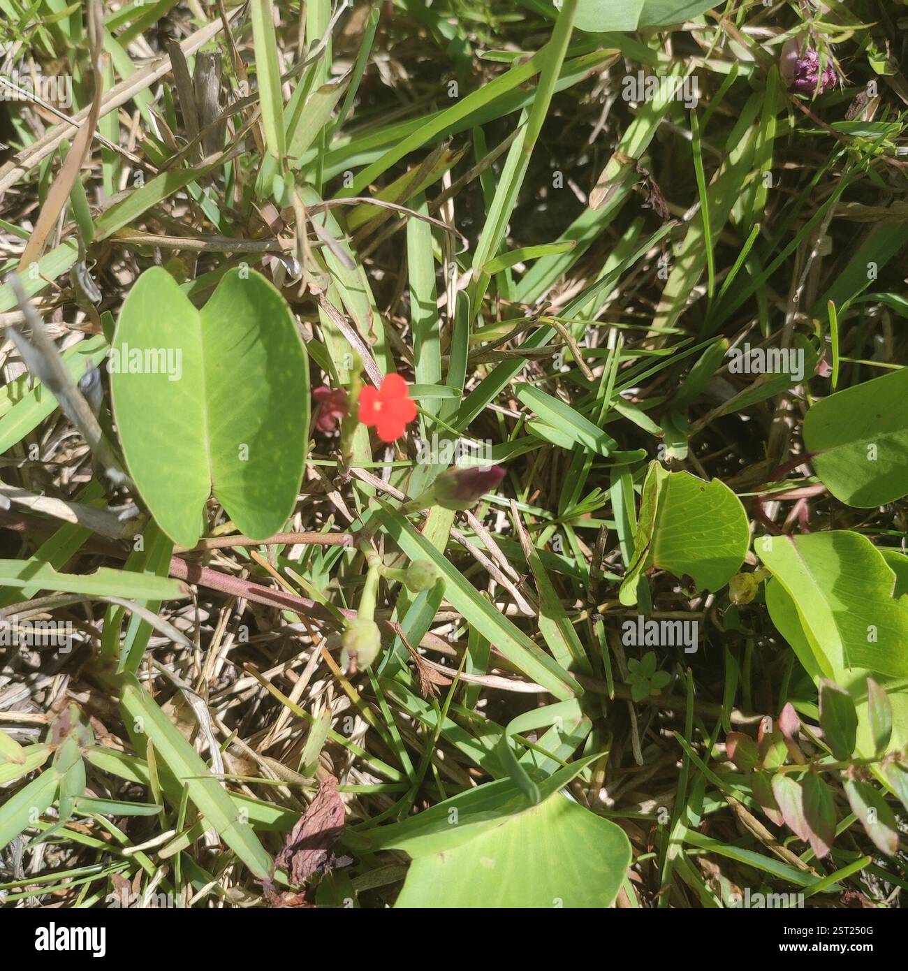 Witchweed (Striga asiatica), Plantae, Diego Garcia Nsf, BBND 1ZZ ...