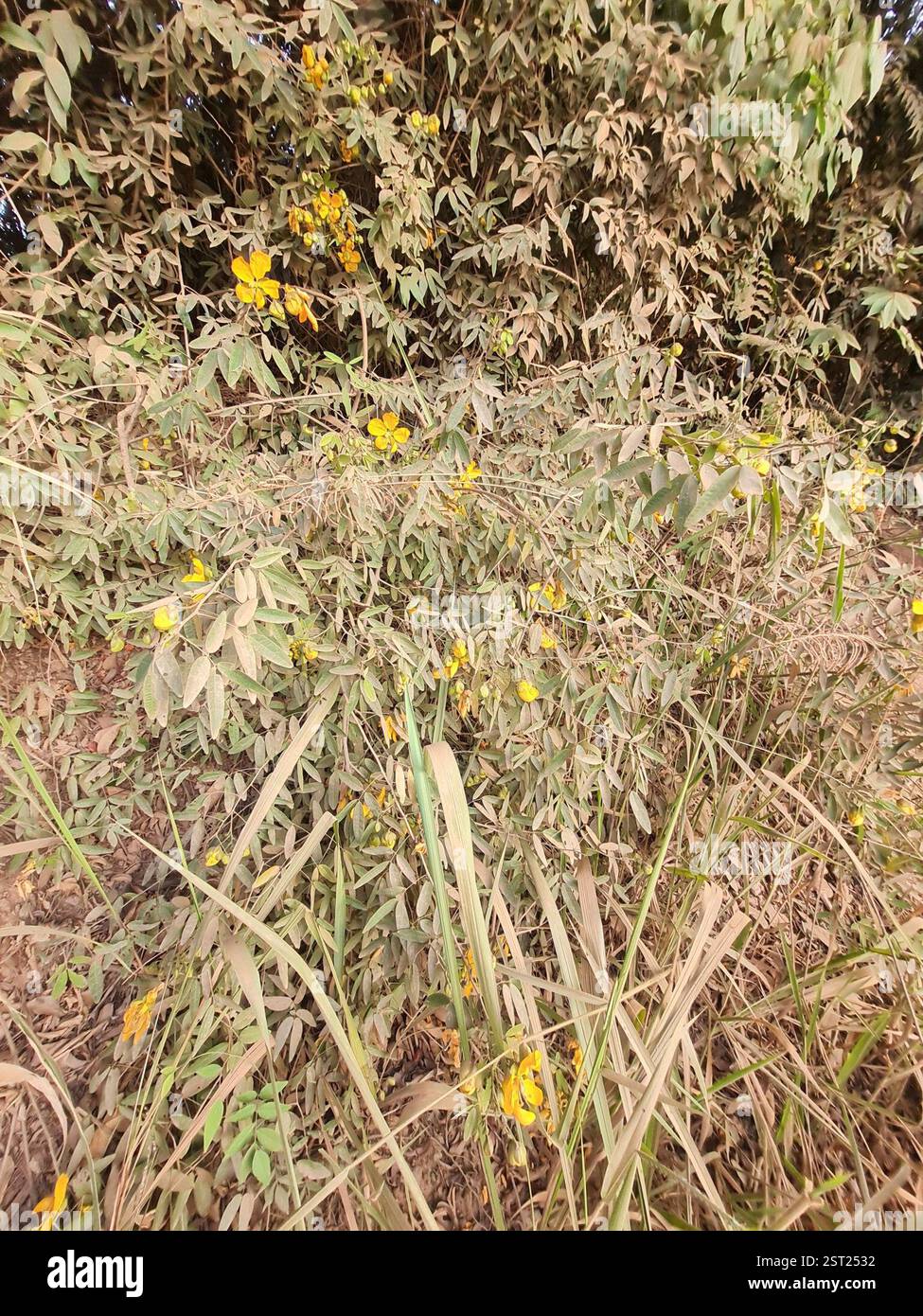 sennas (Senna), Plantae, GWRW+6P, Araçariguama - SP, 18147-000, Brasil ...