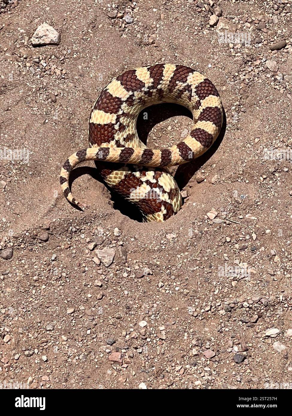 Sonoran Gopher Snake (Pituophis catenifer affinis), Reptilia, E Roger ...