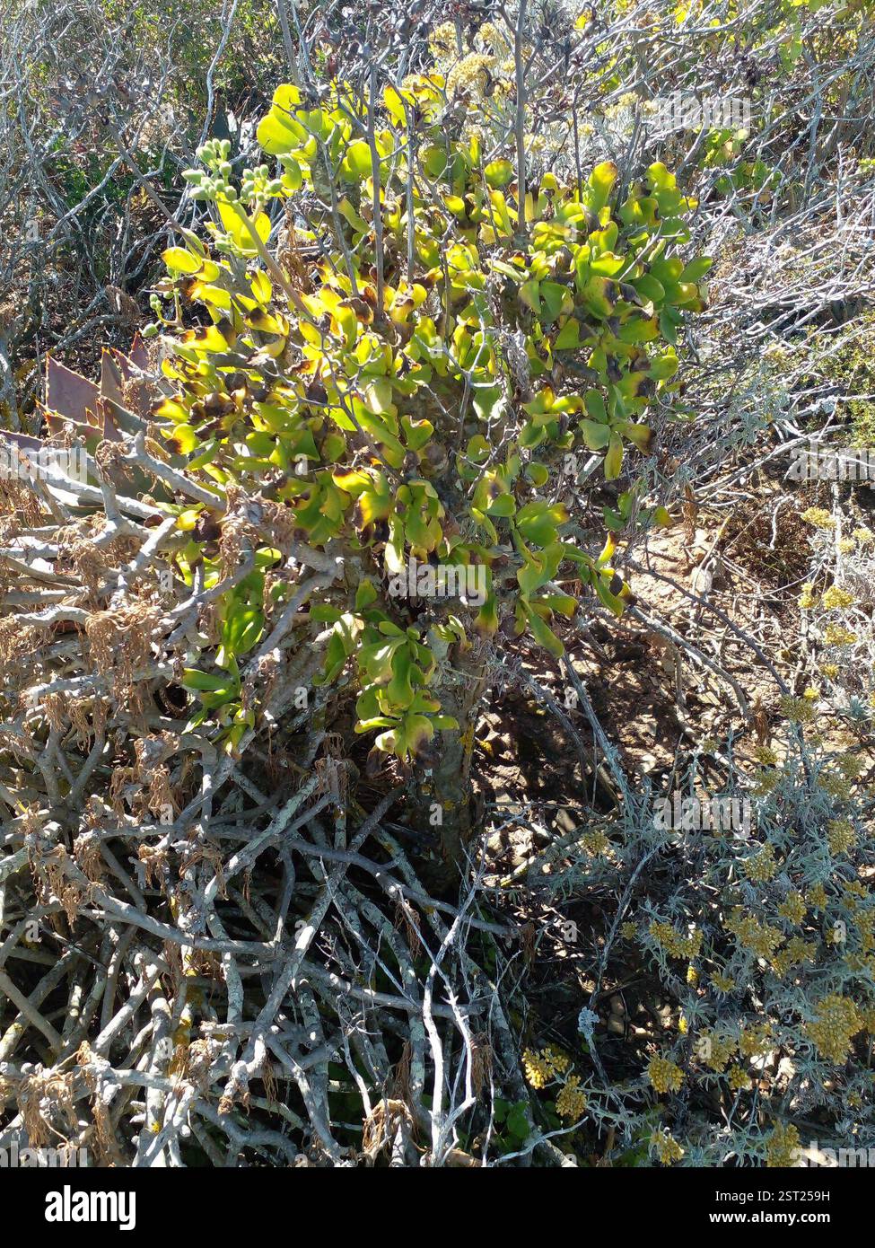 Botterboom (Tylecodon paniculatus), Plantae, Blaauwberg Conservation ...