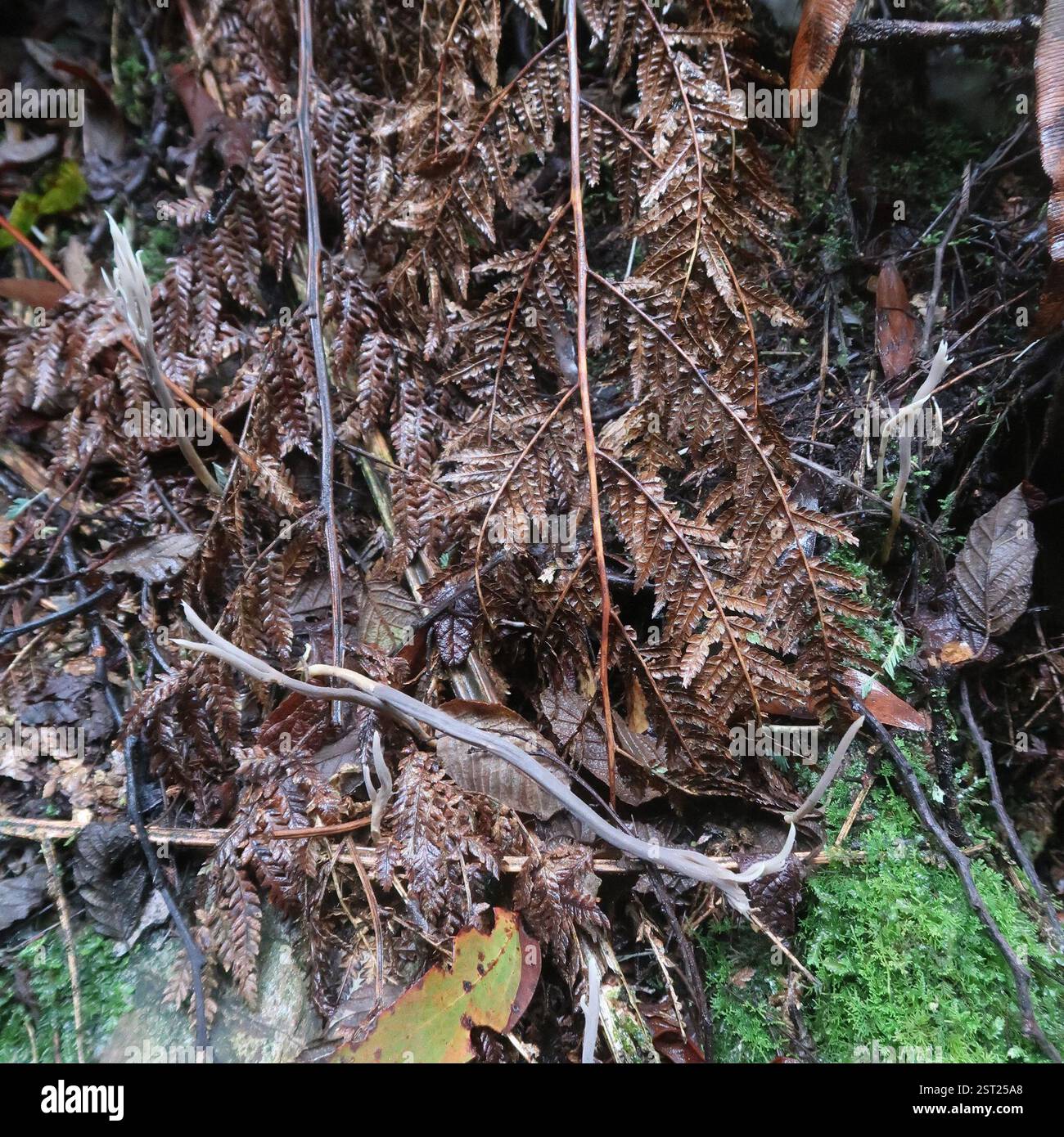 Holwell gorge state reserve hi-res stock photography and images - Alamy