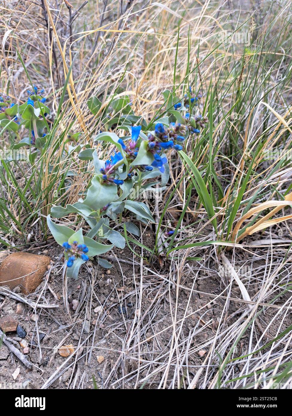 Wax-leaf Beardtongue (Penstemon nitidus), Plantae, 70 Mile and Eagle ...
