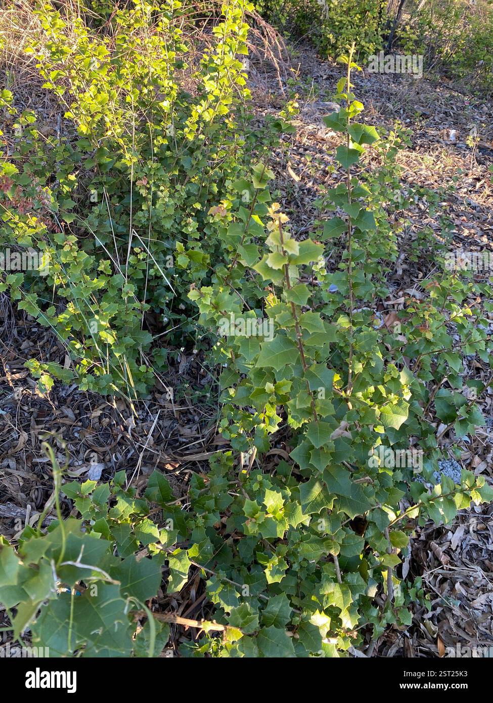 Native Holly (Alchornea ilicifolia), Plantae, Scrub Rd, Carindale, QLD, AU Stock Photo - Alamy
