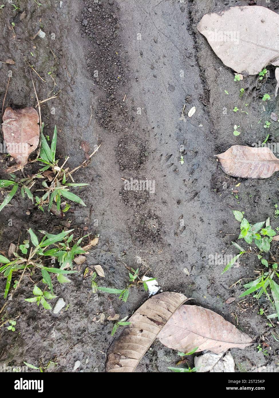 Mammals (Mammalia), Mammalia, Kilómetro 6 Vía El Edén - Armenia ...