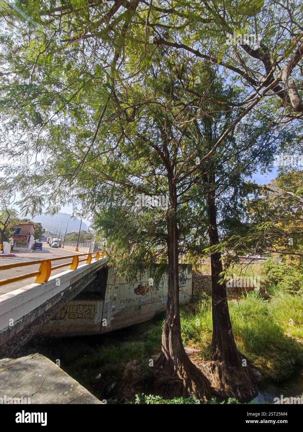 Montezuma cypress (Taxodium mucronatum), Plantae, 29020 Tuxtla ...