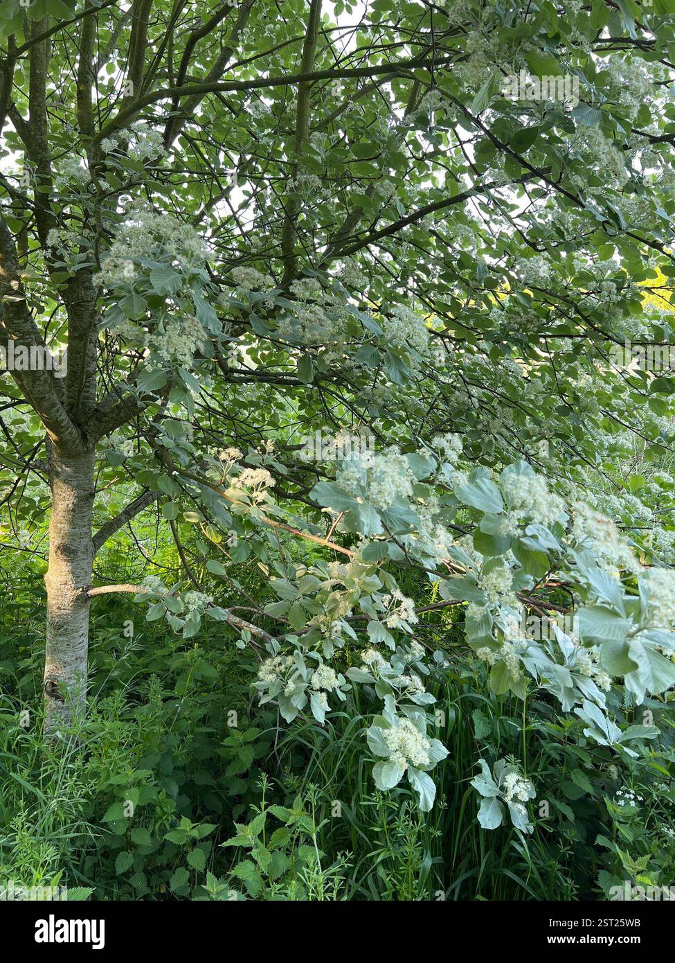 (Maleae), Plantae, Bullwood Hall Lane, Hockley, England, GB Stock Photo ...