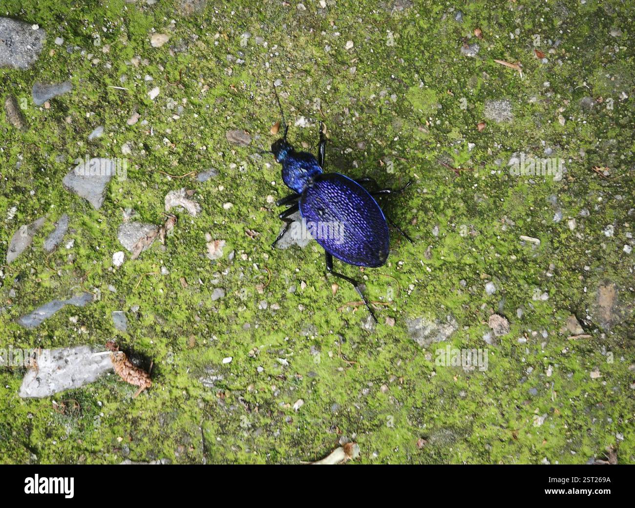Carabus scabrosus hi-res stock photography and images - Alamy