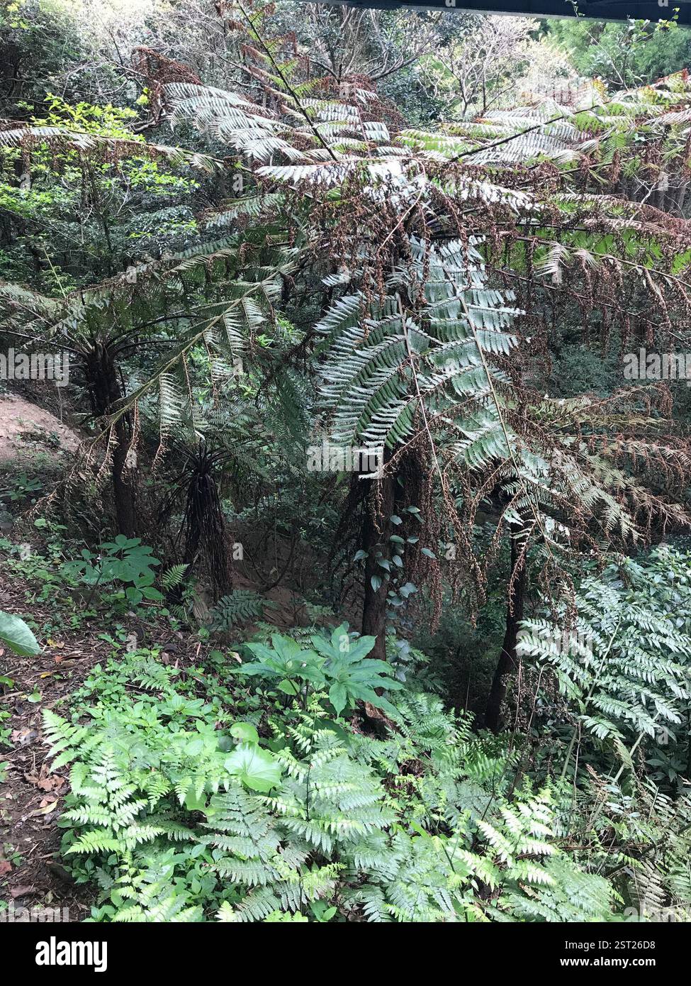 Spiny Tree Fern (Alsophila spinulosa), Plantae, Satsumasendai ...