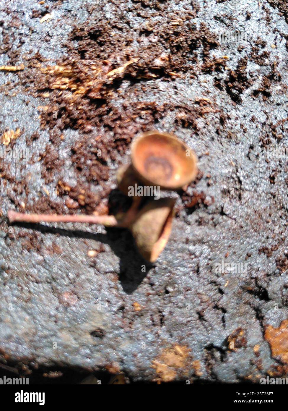 oaks (Quercus), Plantae, Commonside, Empty acorn cups. From which oak ...
