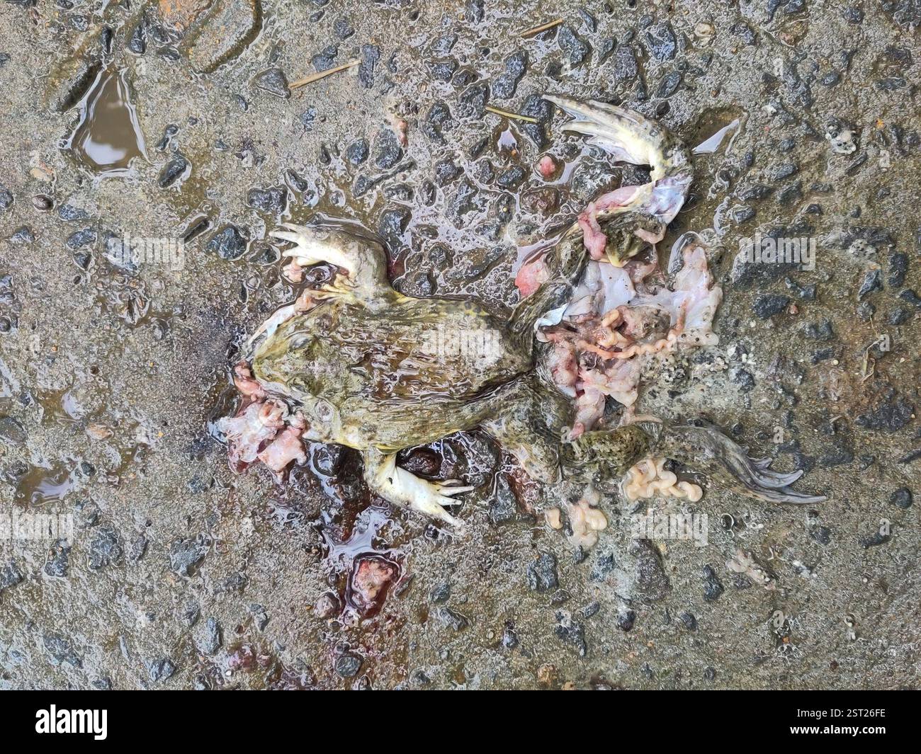 East Asian Bullfrog (Hoplobatrachus chinensis), Amphibia, Dong Nai, Tân ...