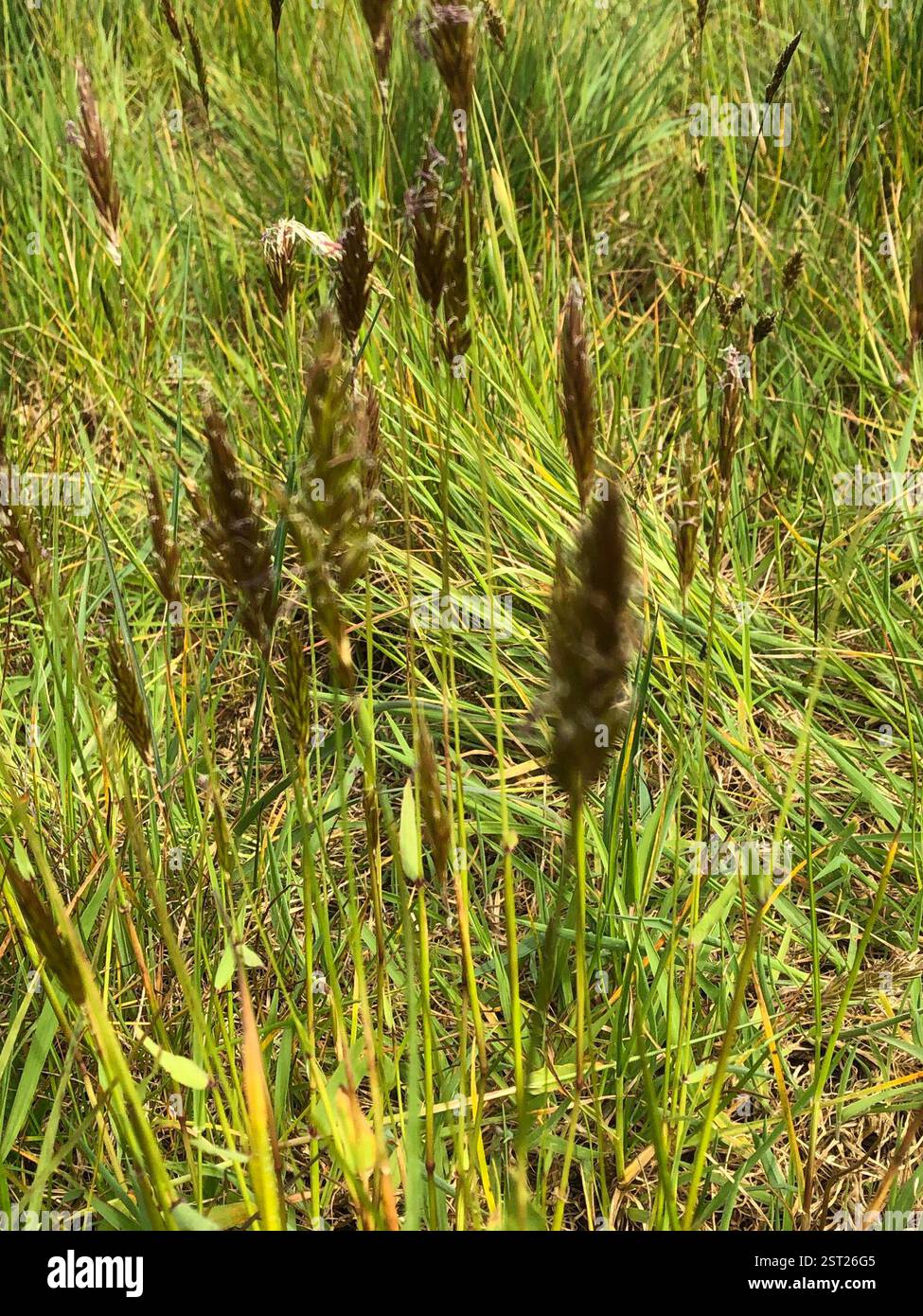 sweet vernal grass (Anthoxanthum odoratum), Plantae, River Humber ...