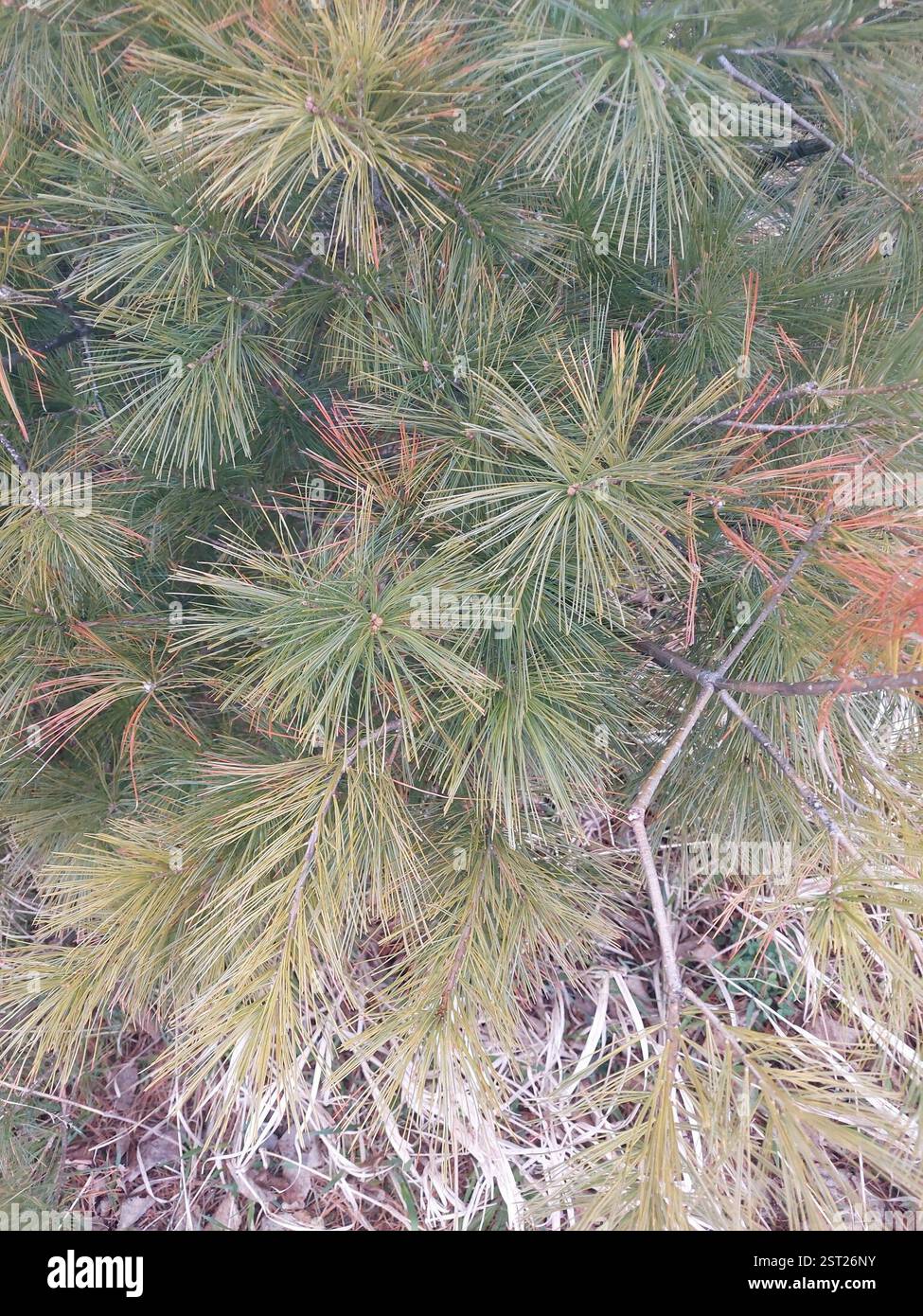 eastern white pine (Pinus strobus), Plantae, Eckerman, MI 49728, USA ...