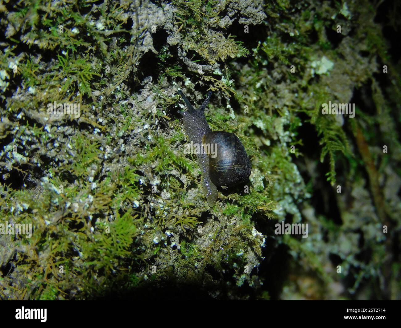 (Caryodes dufresnii), Mollusca, Truganini Track, Taroona TAS 7053 ...