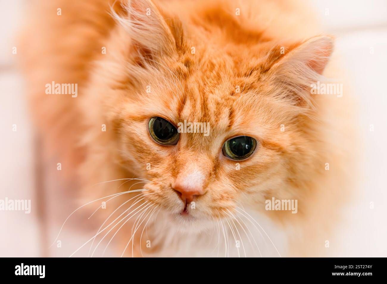 Cat looking close up hi-res stock photography and images - Alamy