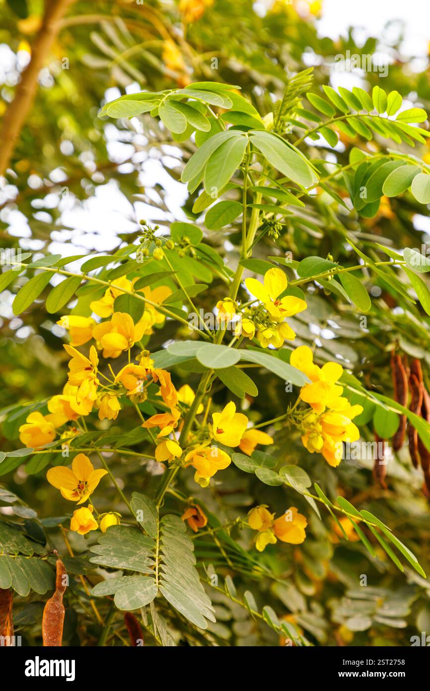 State of Qatar. Doha. Yellow flowers of golden shower tree (Cassia ...