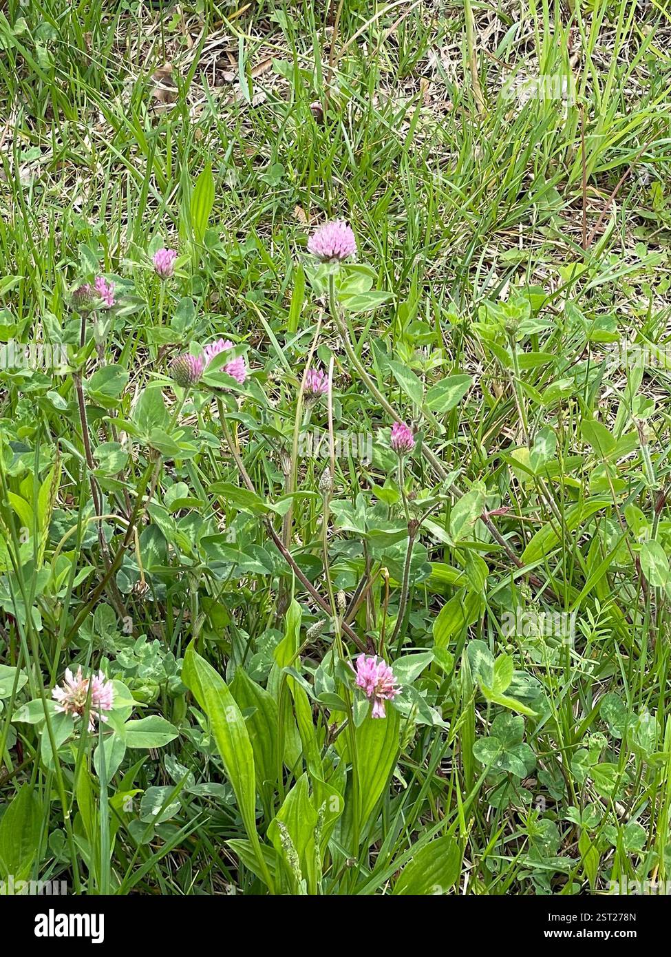 Red Clover (Trifolium pratense), Plantae, N Wolfe St, Baltimore, MD, US ...