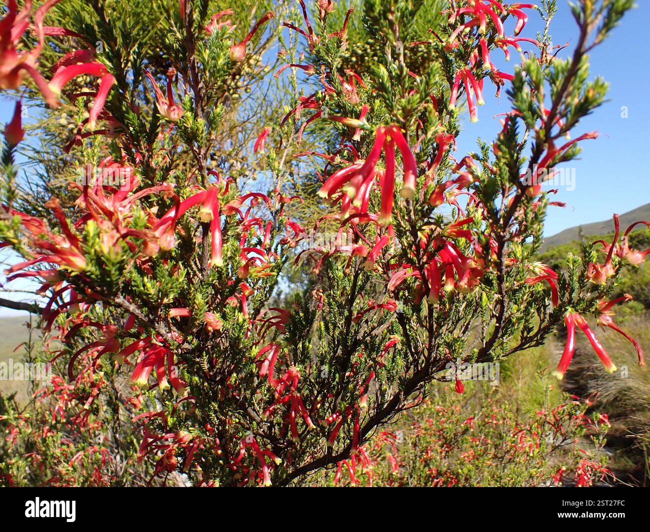 Twotone Heath (Erica versicolor), Plantae, Grootvadersbosch Garden ...