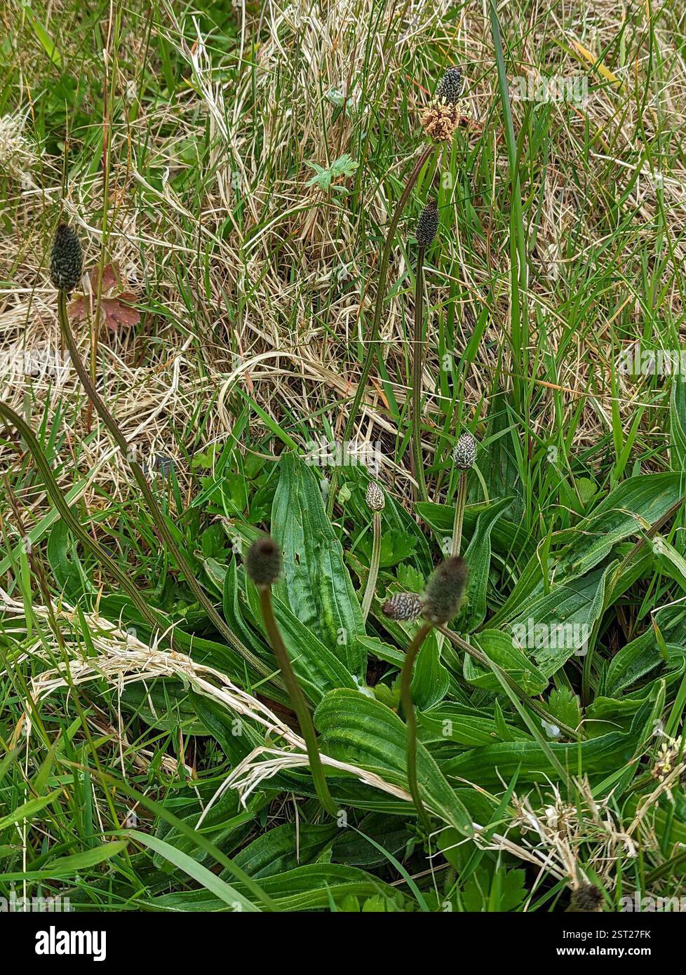ribwort plantain (Plantago lanceolata), Plantae, Lislorkan North, Co ...