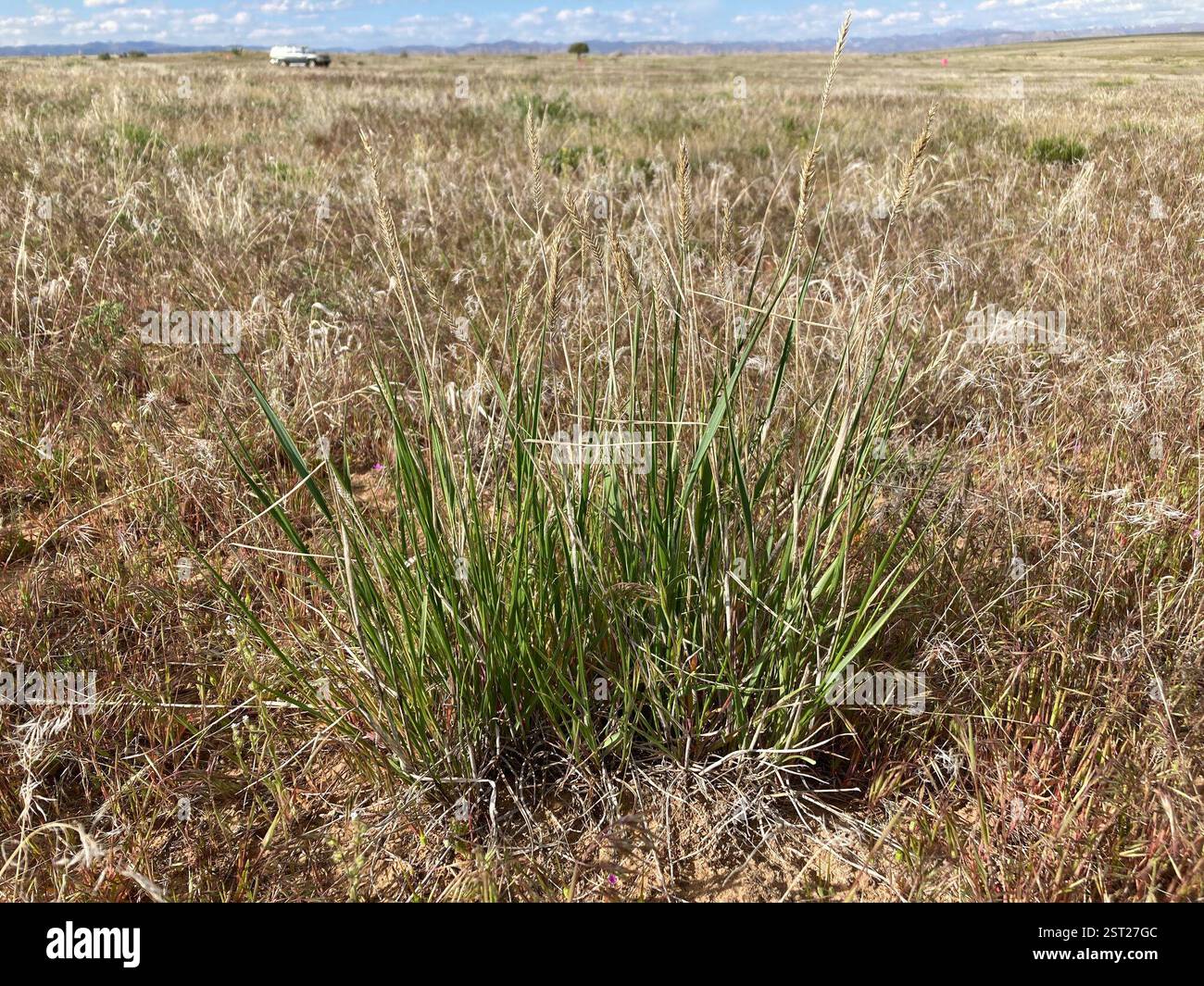 Crested Wheatgrass (Agropyron cristatum), Plantae, M 8/10 Rd, Mack, CO ...