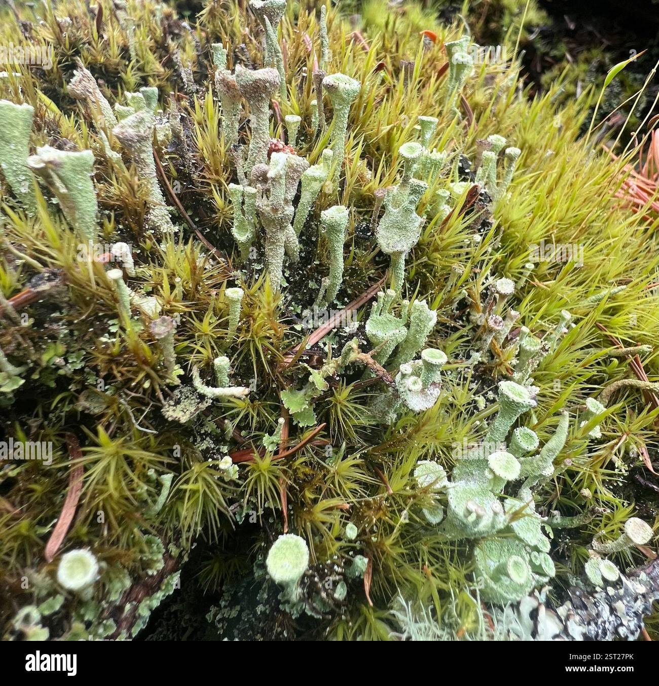 Mealy Pixie Cup (Cladonia chlorophaea), Fungi, Shaw Island, Shaw Island, WA, US Stock Photo - Alamy