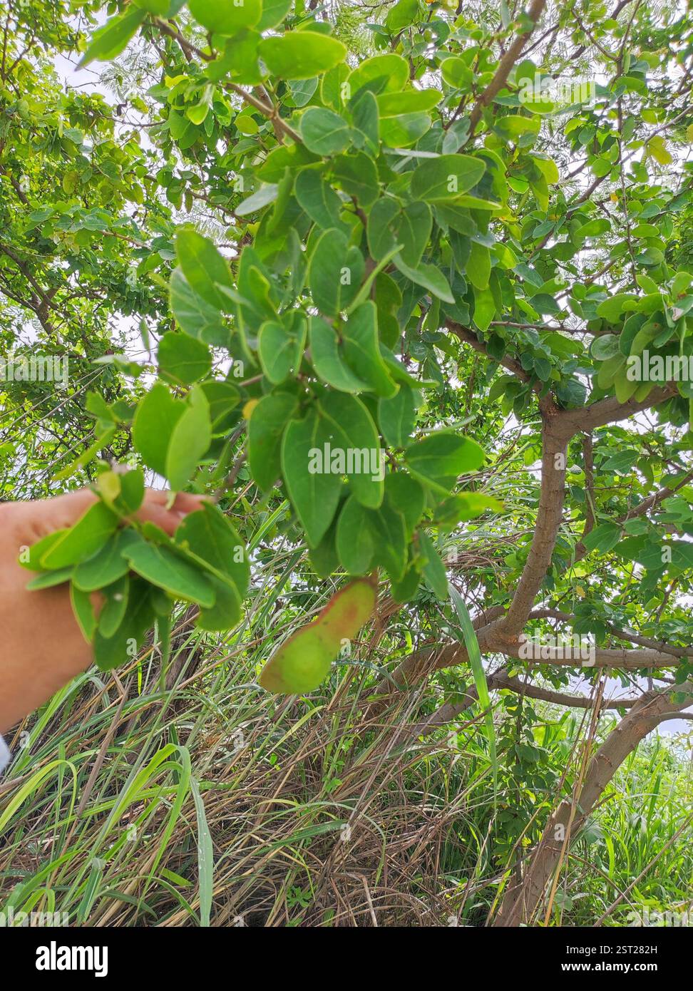 (Pithecellobium lanceolatum), Plantae, CARRETERA TUXTLA A CHICOASEN KM ...