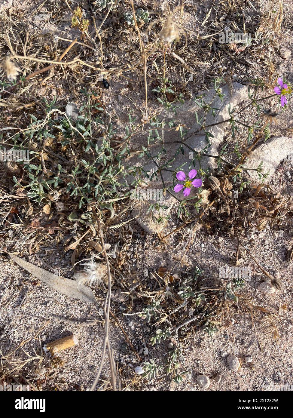 Virgin's Mantle (Fagonia cretica), Plantae, Route Cotiere de Safi ...