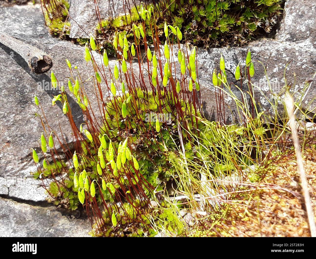 Capillary Thread-moss (Ptychostomum capillare), Plantae, Guelph, ON ...