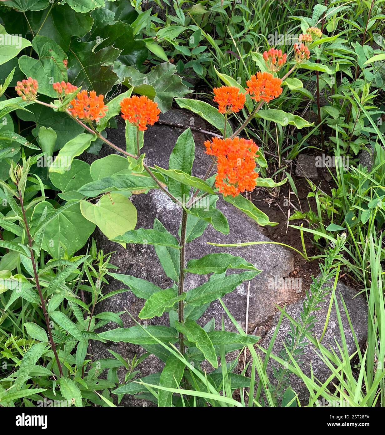 butterfly milkweed (Asclepias tuberosa), Plantae, Latta Plantation ...