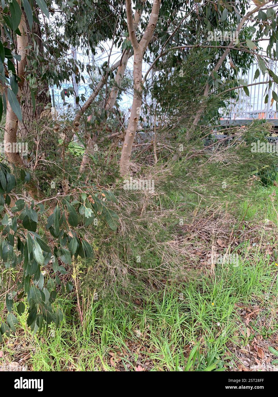 Swamp Paperbark (Melaleuca ericifolia), Plantae, Gumleaf La, Officer ...