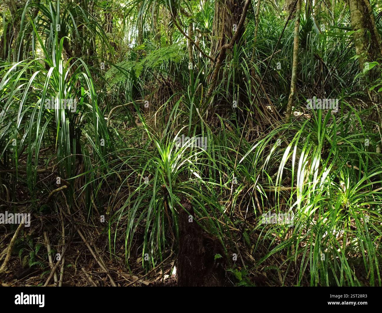 Kiekie (Freycinetia banksii), Plantae, Maungaraki Stock Photo - Alamy