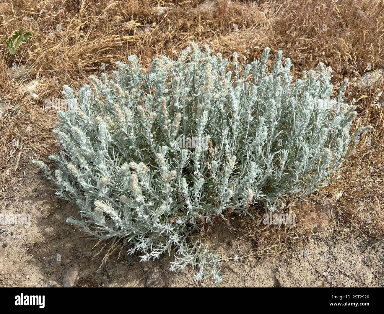 Winterfat (Krascheninnikovia lanata), Plantae, South Richland, Richland ...