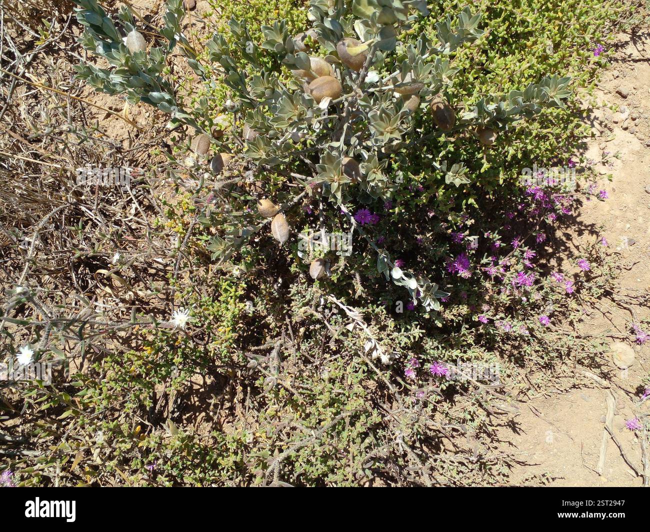 Podalyria sericea cape satin bush hi-res stock photography and images ...