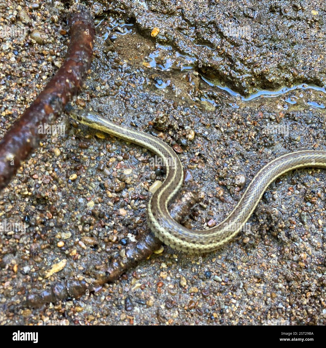 Northwestern Garter Snake (Thamnophis ordinoides), Reptilia, Fall Creek ...