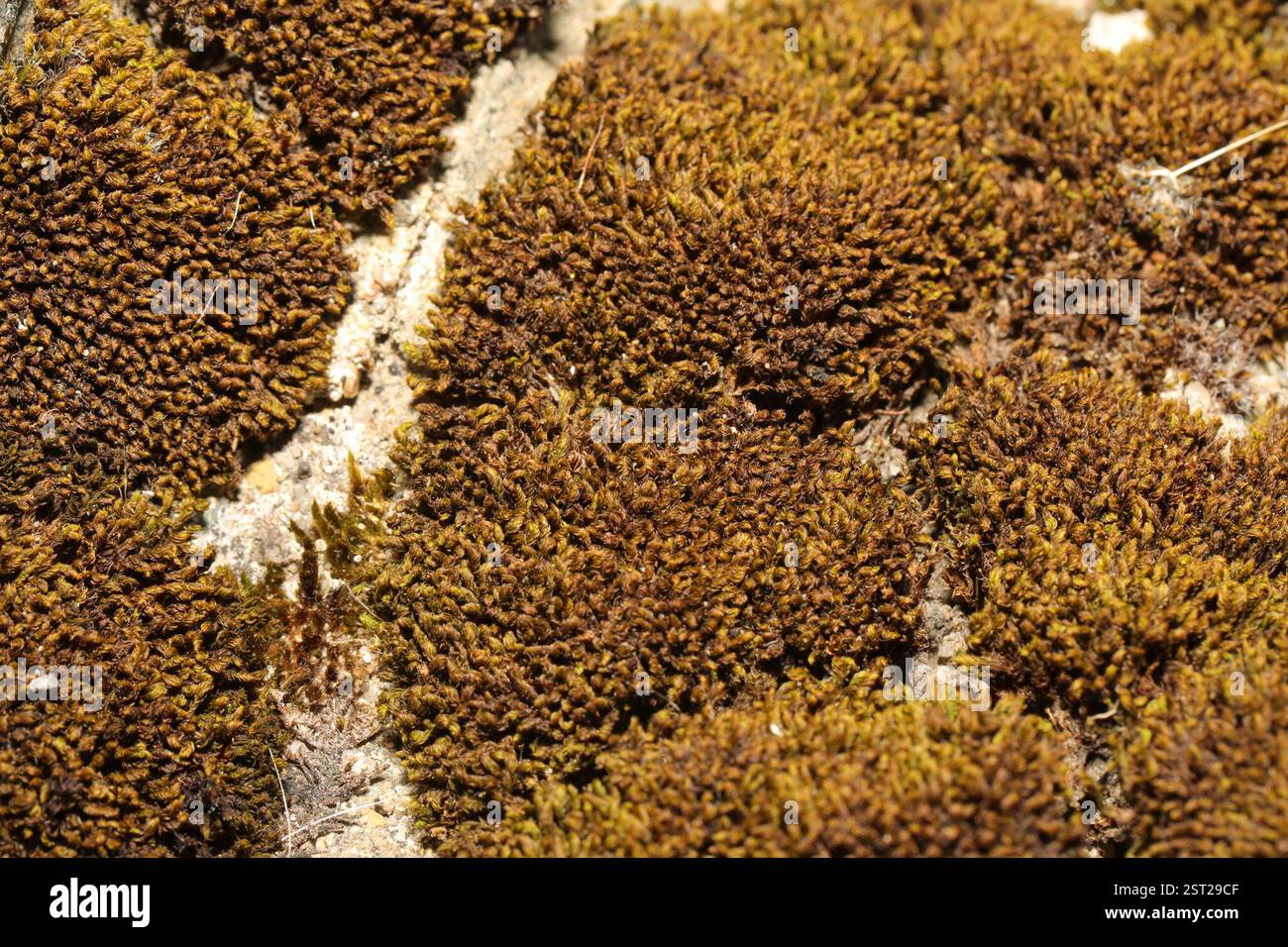 mosses (Bryophyta), Plantae, Penrhos Coastal Park, London Road, Penrhos ... mosses (Bryophyta), Plantae, Penrhos Coastal Park, London Road, Penrhos ...