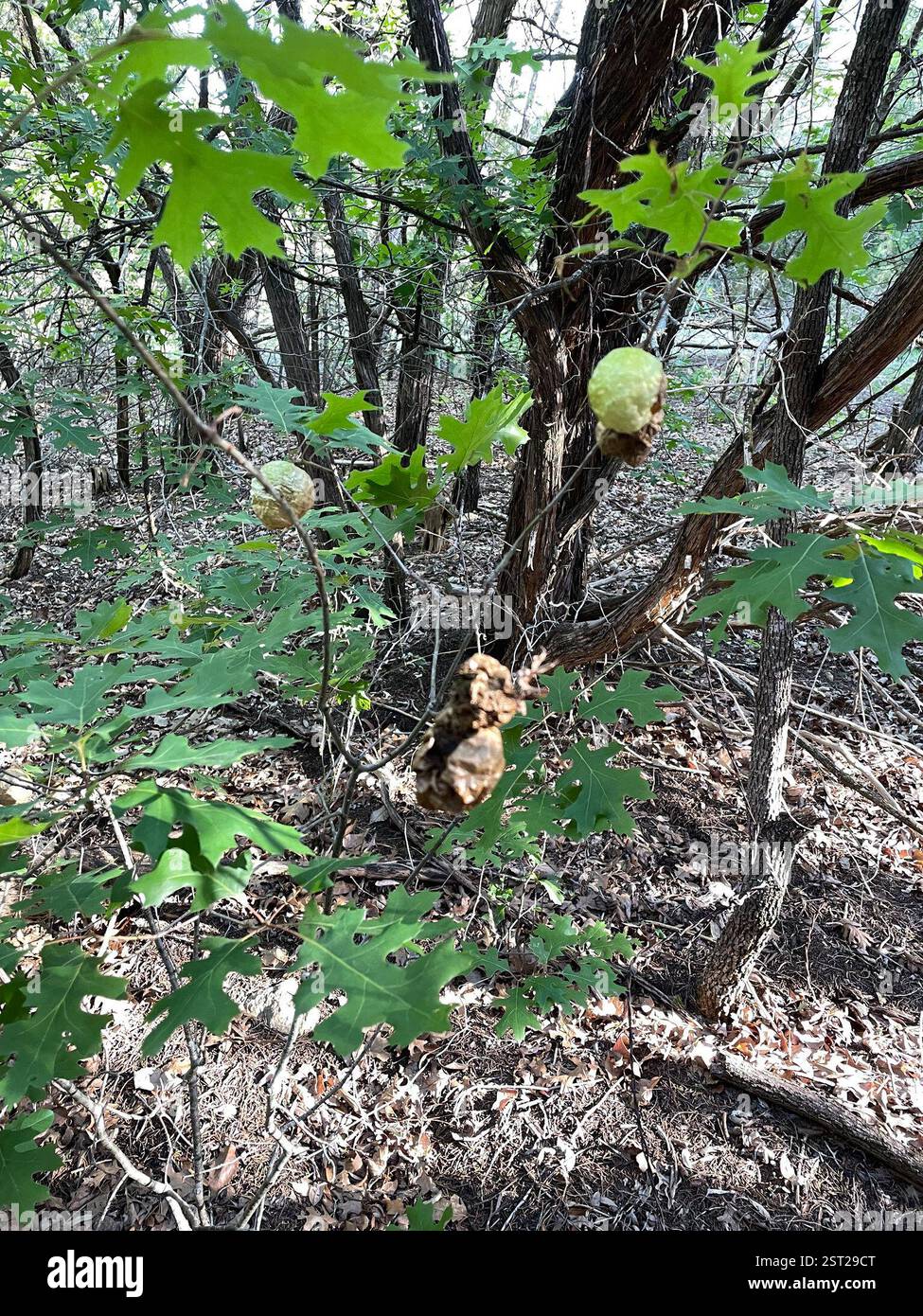 Spongy Oak Apple Gall Wasp (Amphibolips confluenta), Insecta, Fort Hood ...