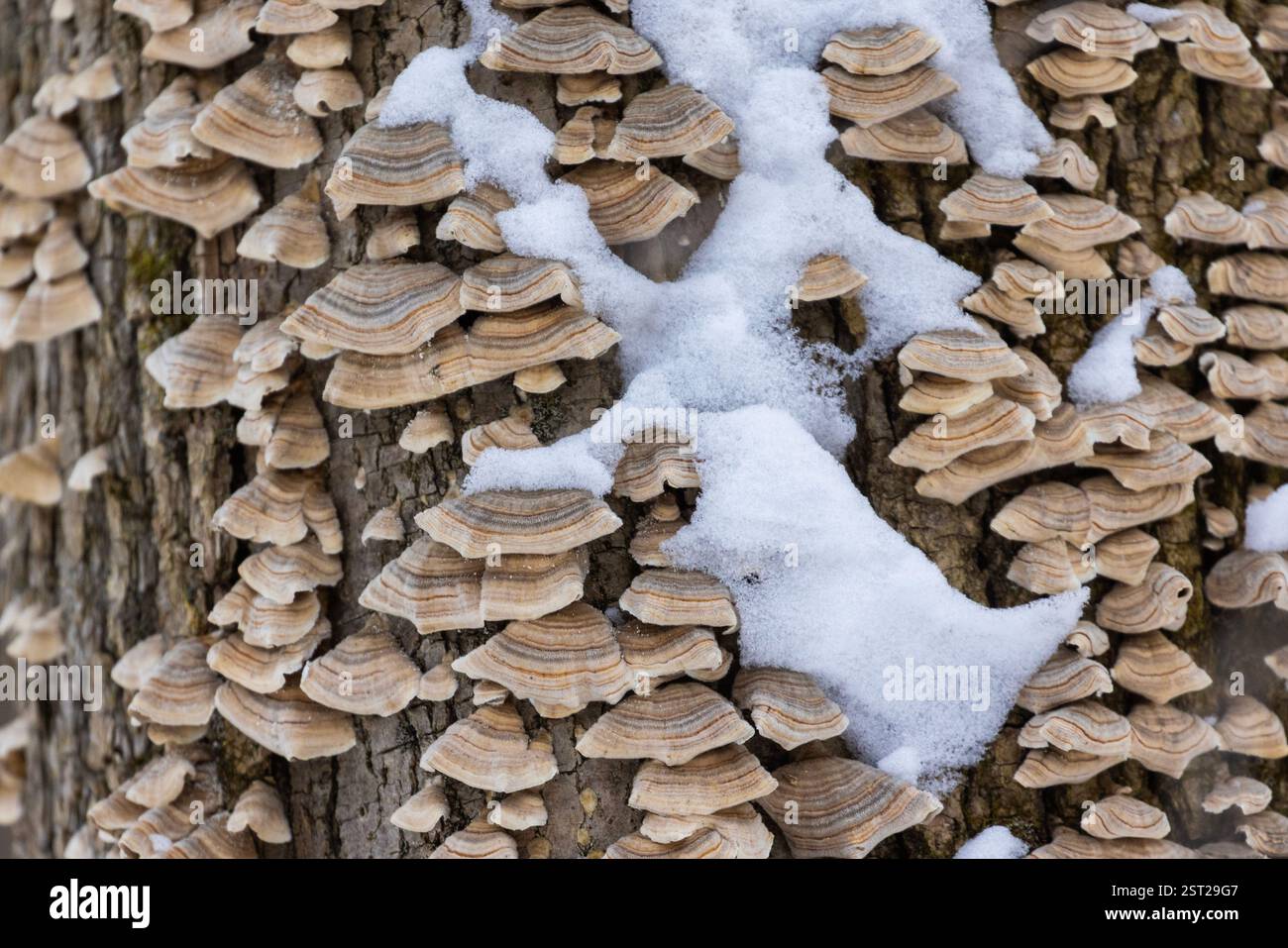 Cerrena unicolor commonly known hi-res stock photography and images - Alamy