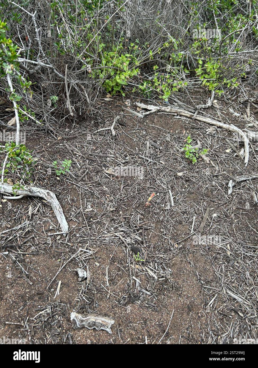 yellow clustered broomrape (Aphyllon franciscanum), Plantae, Montaña de ...