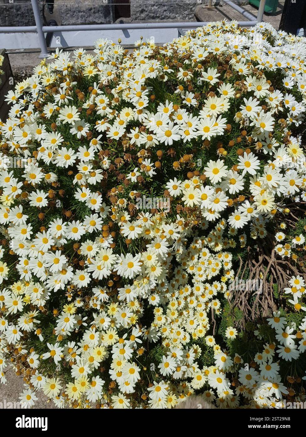 Marguerite daisy (Argyranthemum frutescens), Plantae, Weymouth DT4 8UF ...