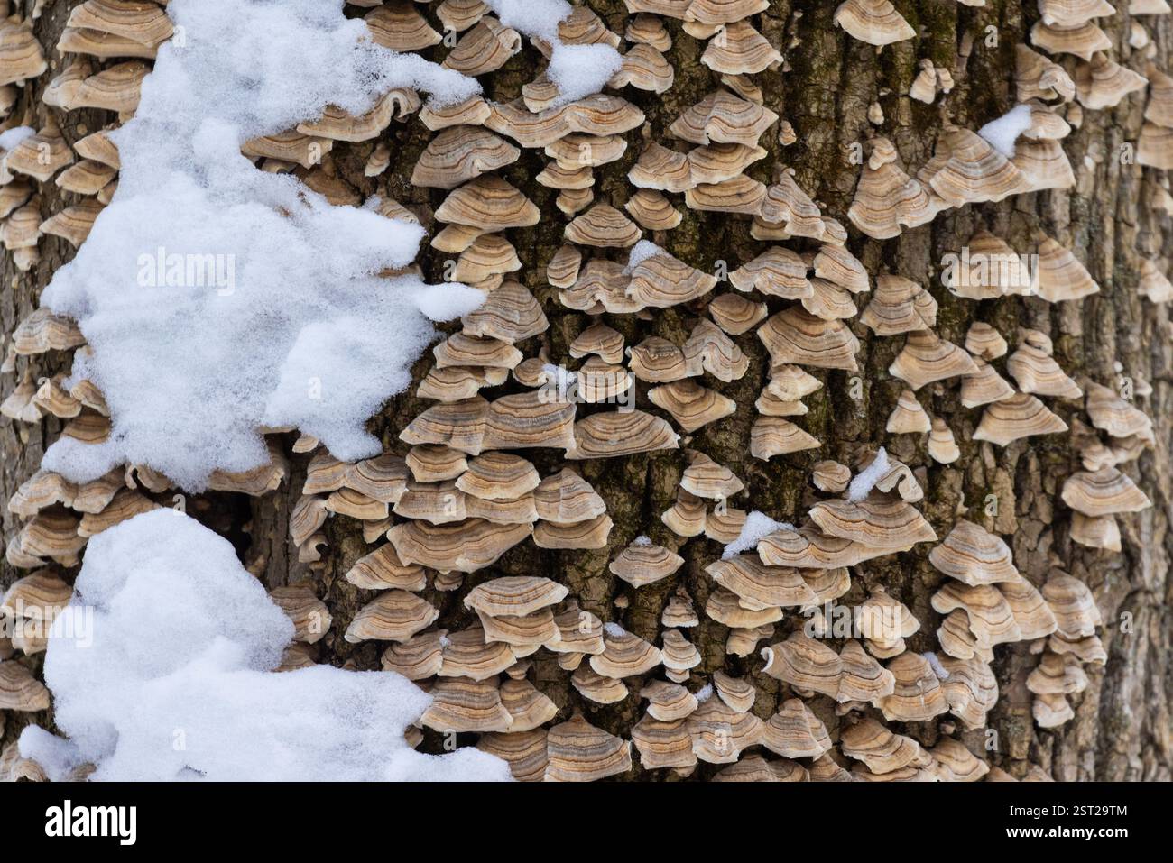 Cerrena unicolor commonly known hi-res stock photography and images - Alamy