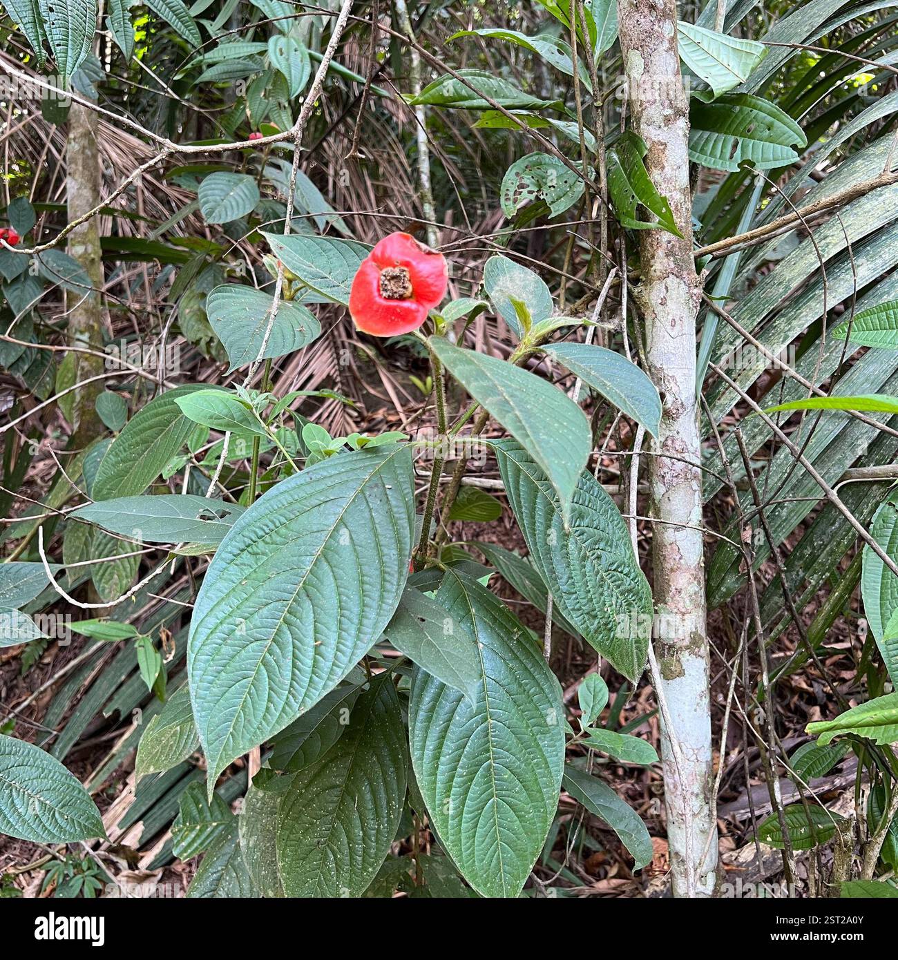 sore-mouth bush (Palicourea tomentosa), Plantae, Panama Stock Photo - Alamy