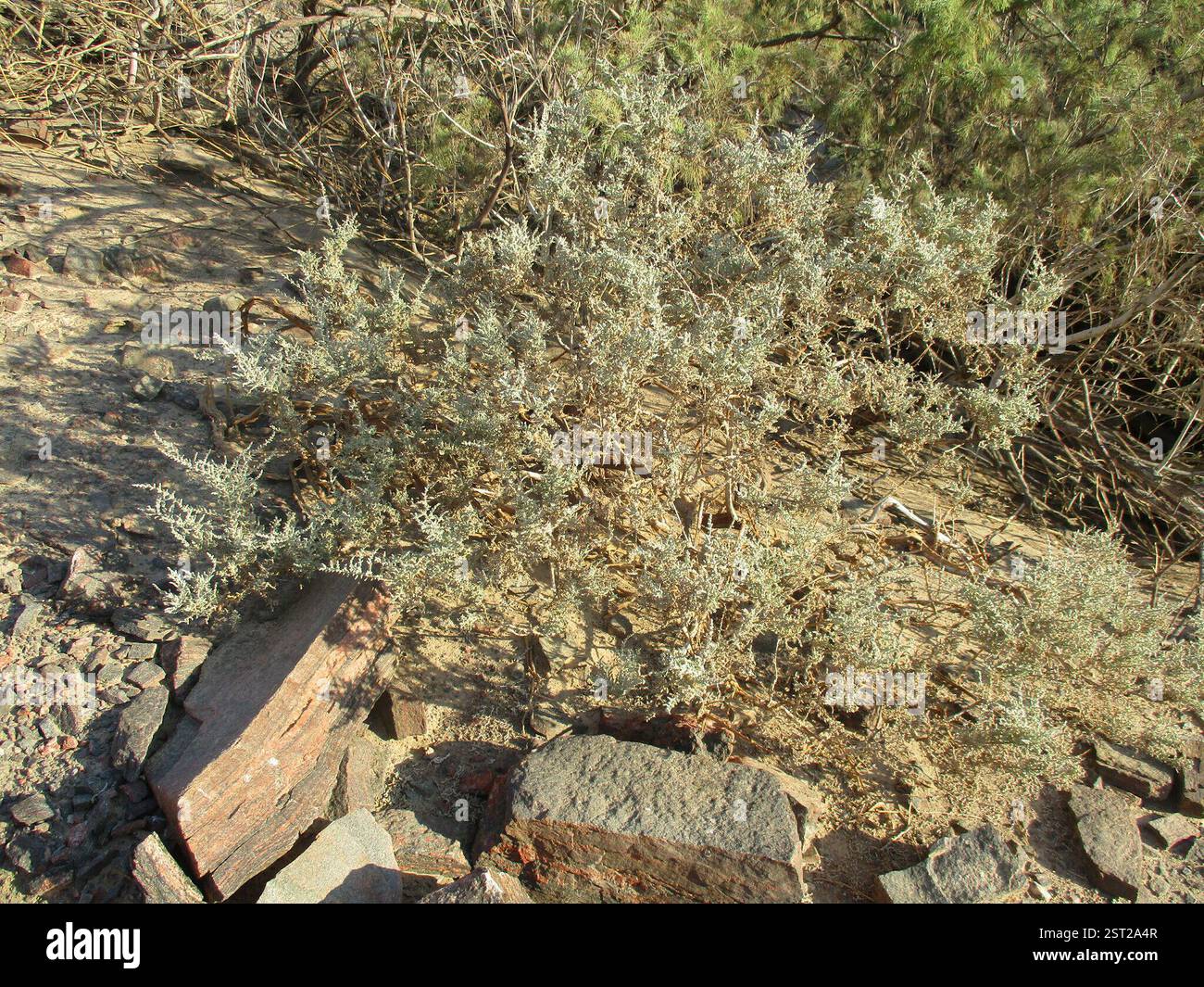Saltworts (Caroxylon), Plantae, Kunene Region, Namibia Stock Photo - Alamy