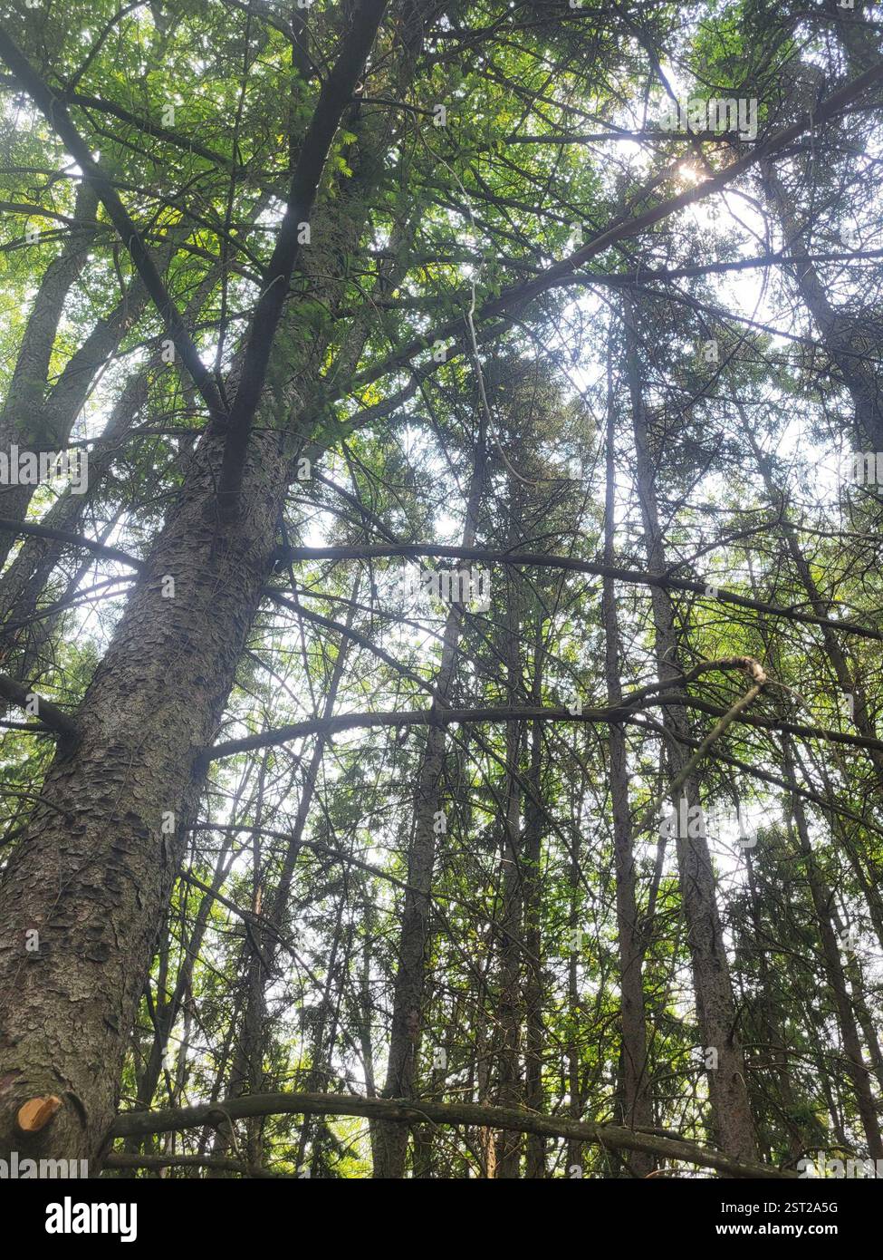 pines, spruces, larches, and allies (Pinoideae), Plantae, Lansing, MI ...
