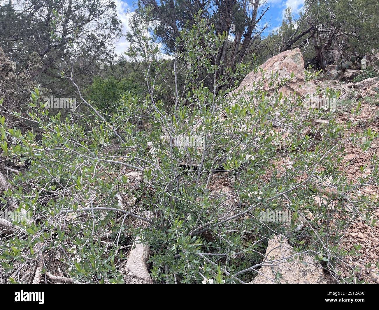 wild crab apple (Peraphyllum ramosissimum), Plantae, San Juan County ...