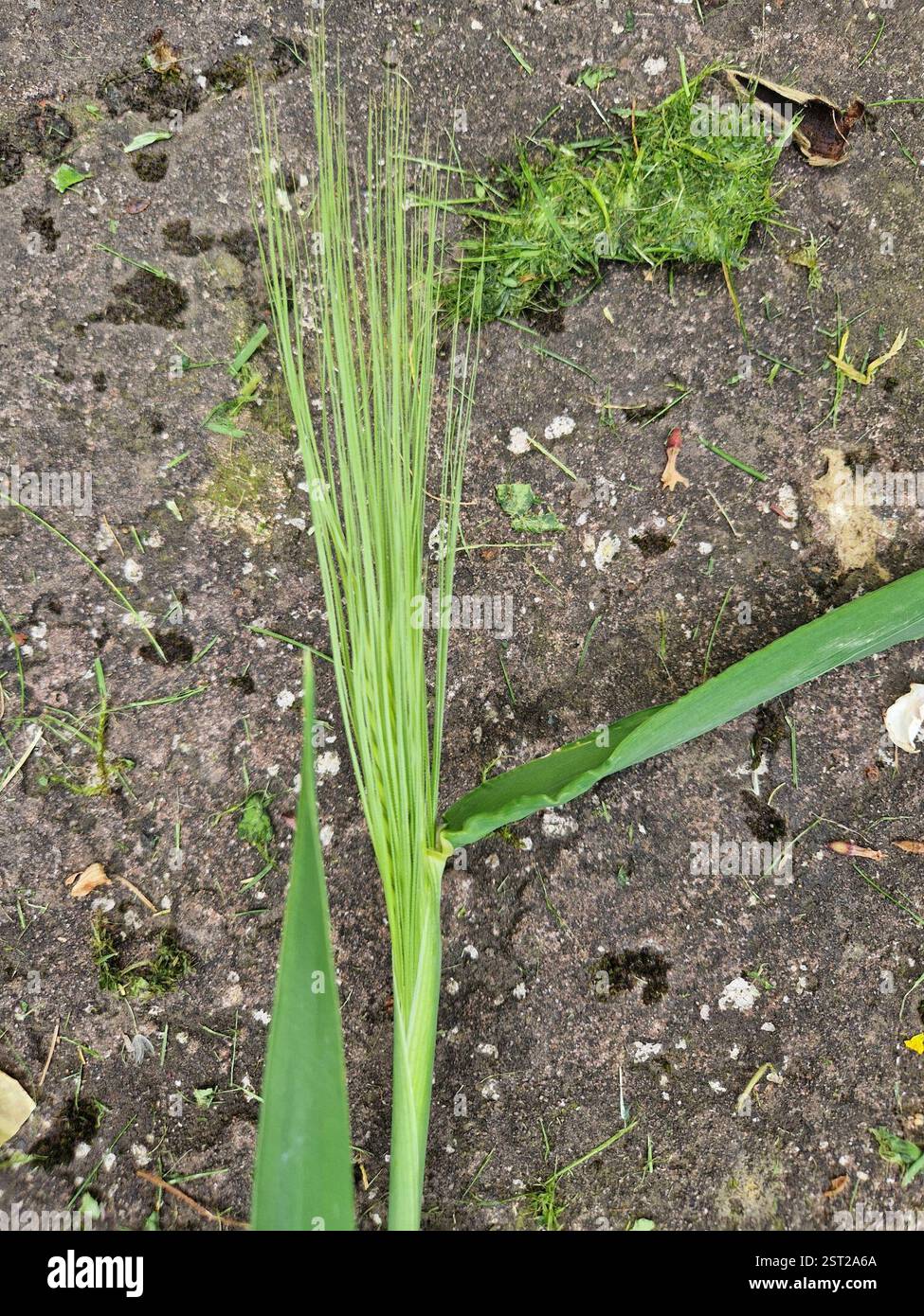 Common Barley (Hordeum vulgare), Plantae, Broomhall, Sheffield, UK ...