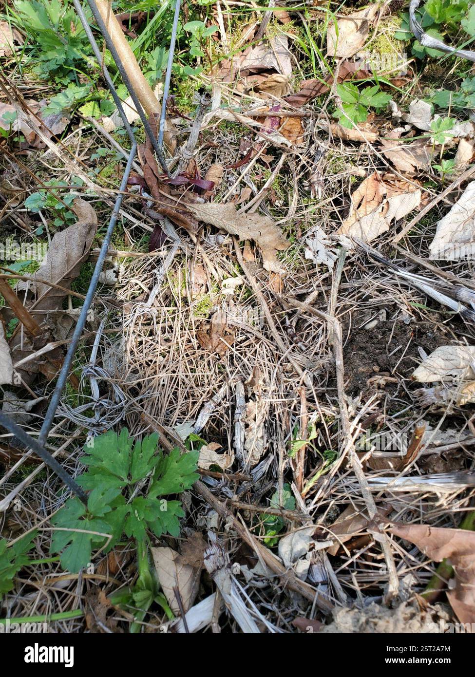 Northern Red-legged Frog (Rana aurora), Amphibia, Renton, WA, USA Stock ...