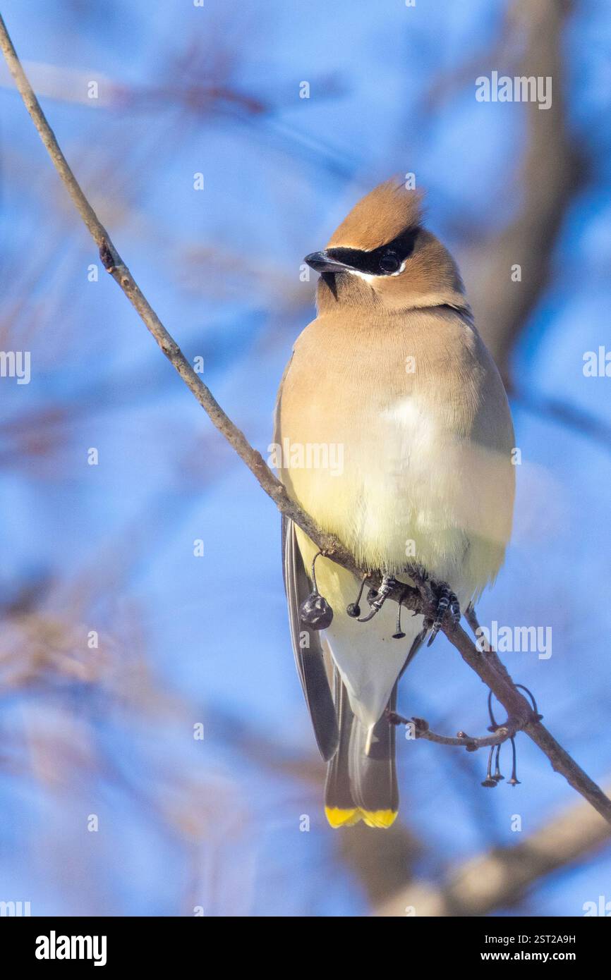 cedar waxwing (Bombycilla cedrorum) in winter Stock Photo - Alamy